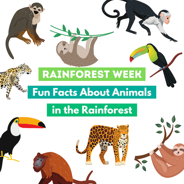 Rainforest Week Lesson Plan – Craft Box Girls