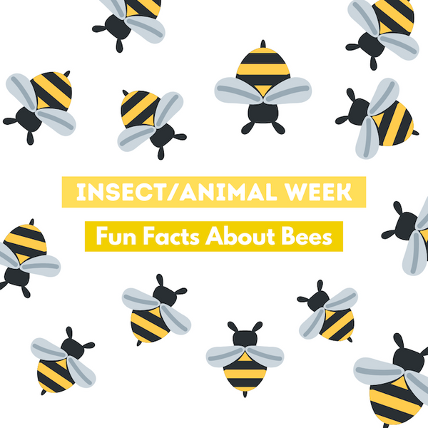 Animal - Insect Week Lesson Plan – Craft Box Girls